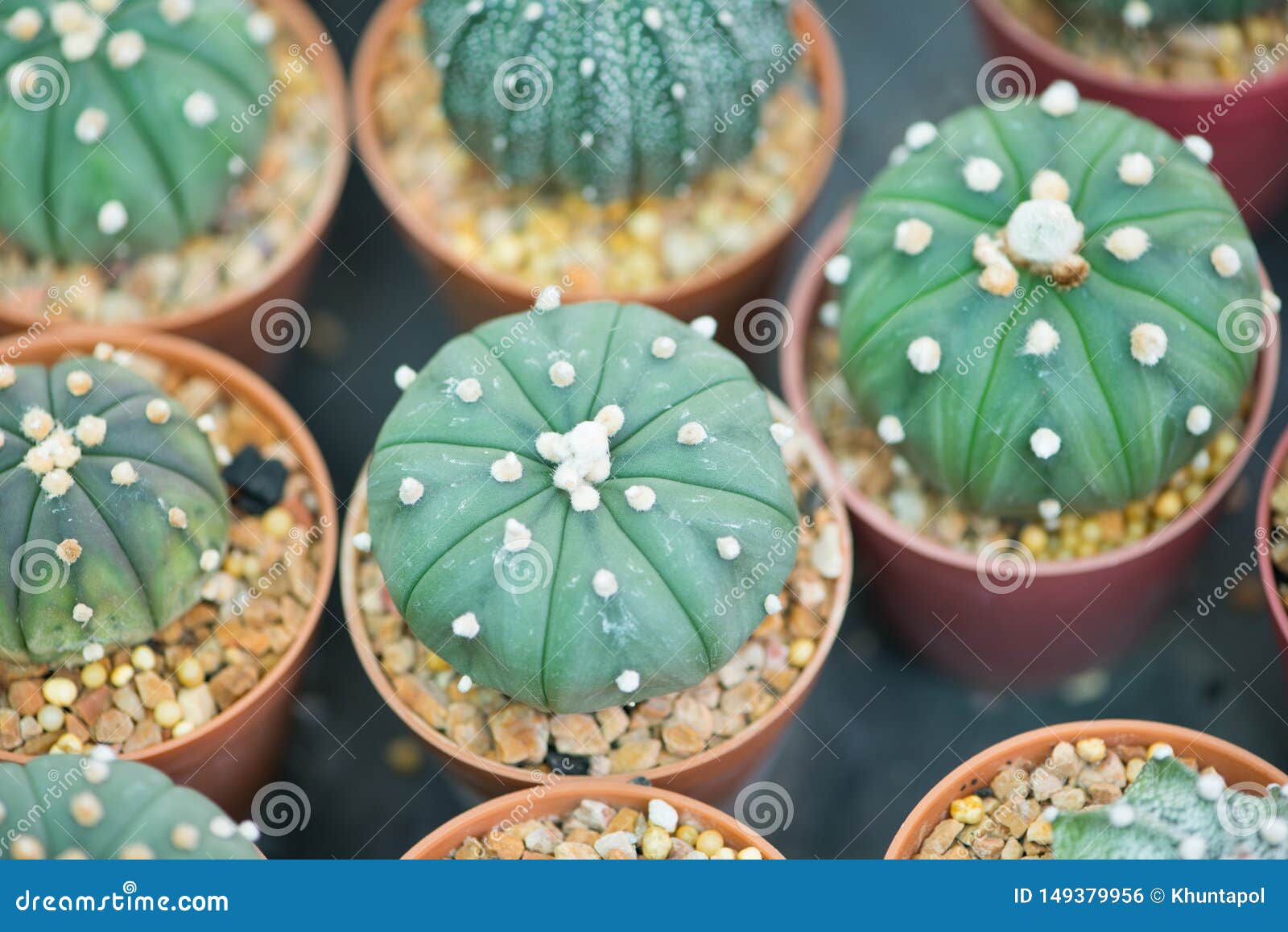Astrophytum Cactus in Flower Pot Stock Photo - Image of flora, flower ...