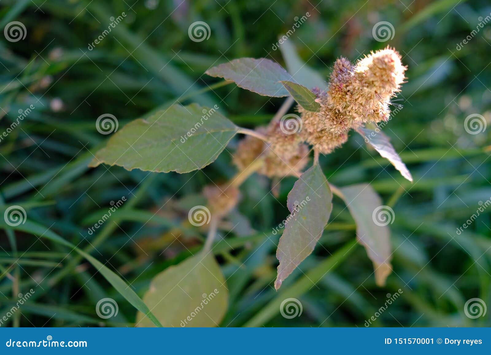 ASUCRE AMMAN PACHARISI ~ EUPHORBIA HIRTA ~ ASTHMA WEED ~ SNAKEROOT ... ASUCRE AMMAN PACHARISI ~ EUPHORBIA HIRTA ~ ASTHMA WEED ~ SNAKEROOT ...