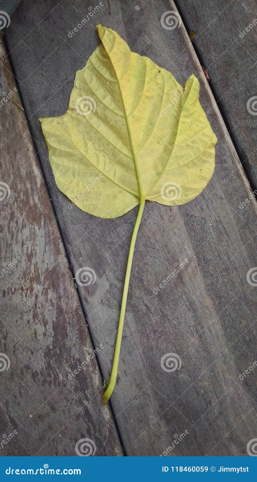 Asymmetric Pattern in Nature Stock Image - Image of vertical, network ...