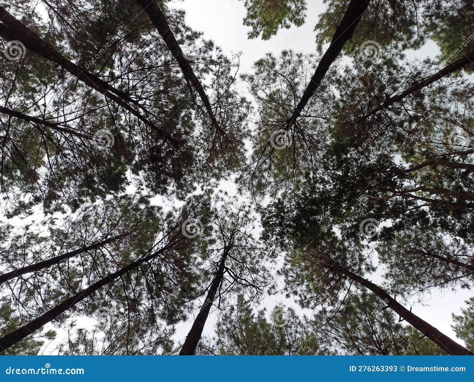 Asymmetrical Pine Tree Silhouette in the Forest Stock Image - Image of ...