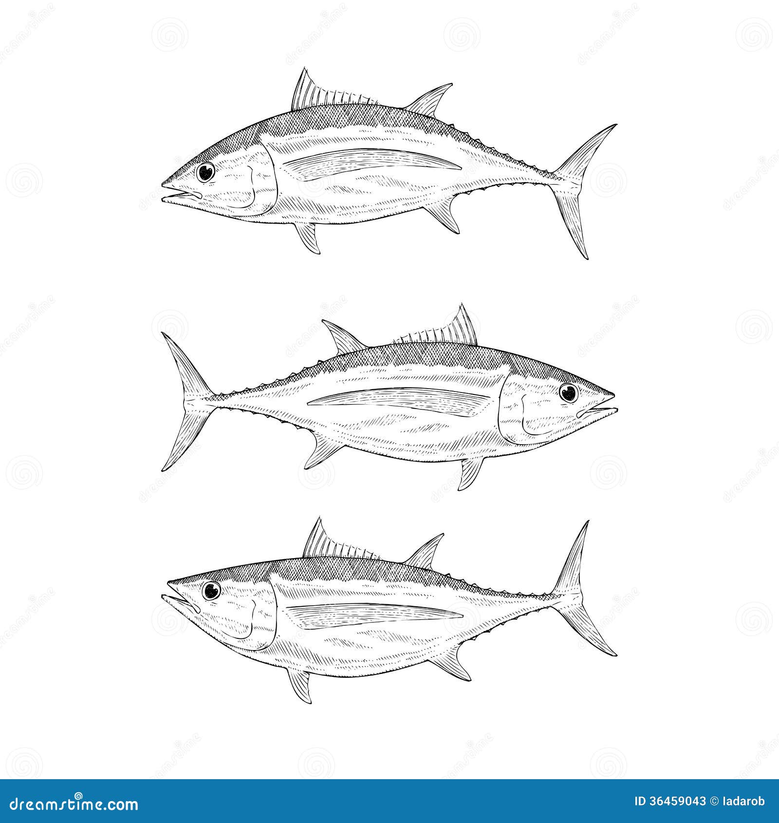 Atún De Albacora Dibujado Mano Ilustración del Vector - Ilustración de ...