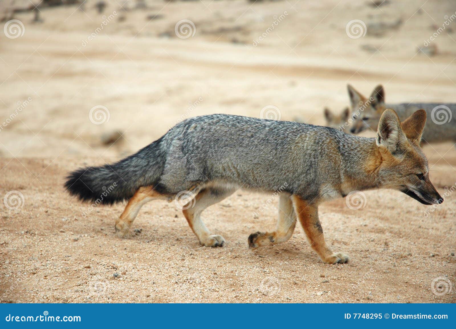 Atacama Desert Foxes, South America Stock Image - Image of desert ...