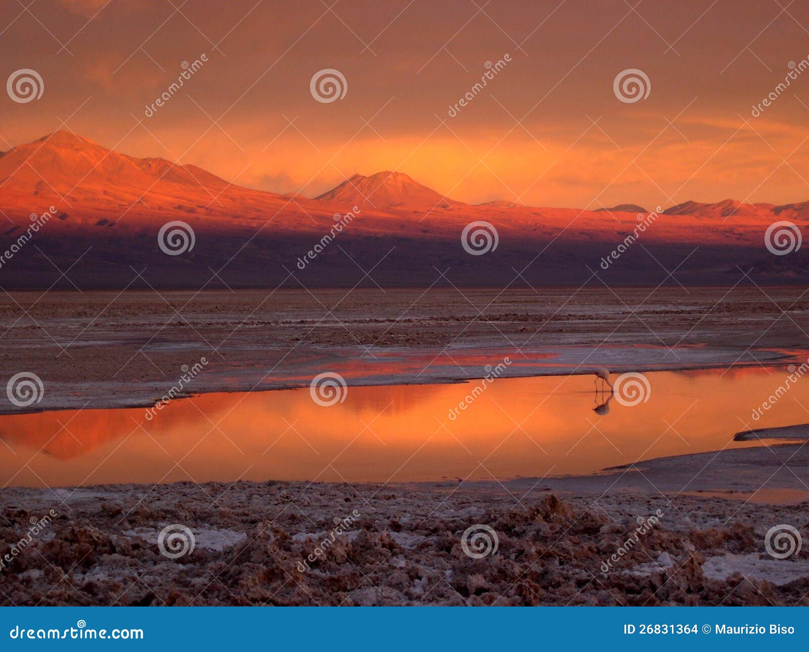 Atacama`s Sunset - Lonely Flamingo Stock Photo - Image of bolivia, flat ...
