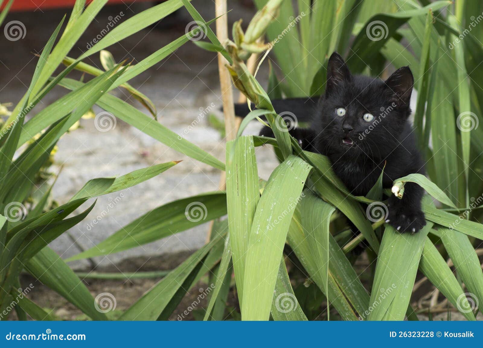 Atacking kitten stock photo. Image of nature, claw, animal - 26323228
