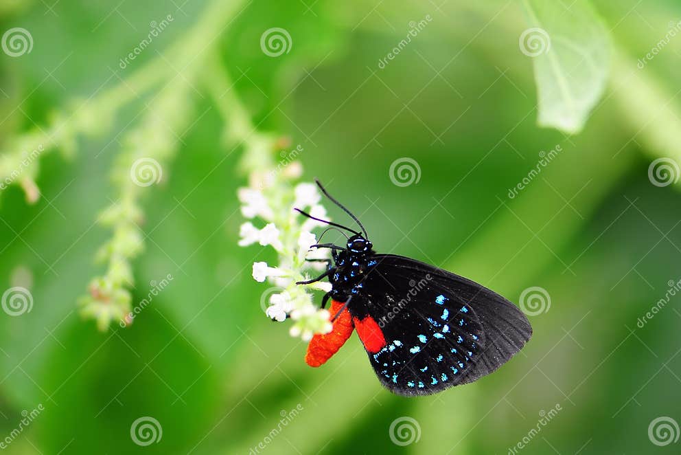 Atala Butterfly stock image. Image of animals, insect - 24162693