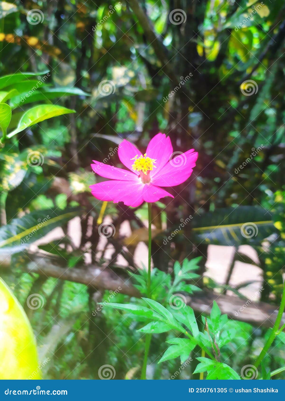 Atapethiya stock image. Image of cuteflower, leaf, flower - 250761305