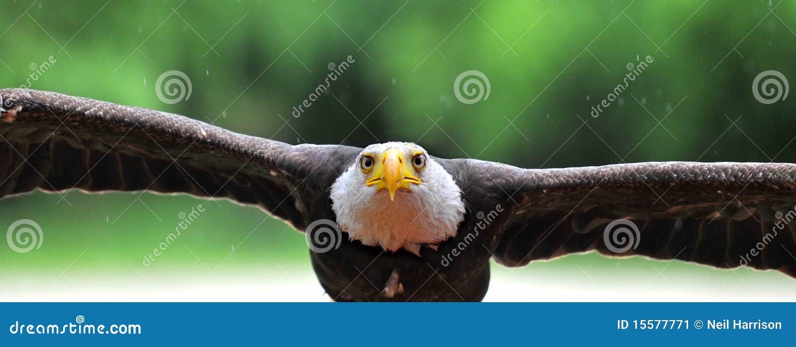 Ataque da águia imagem de stock. Imagem de largamente - 15577771