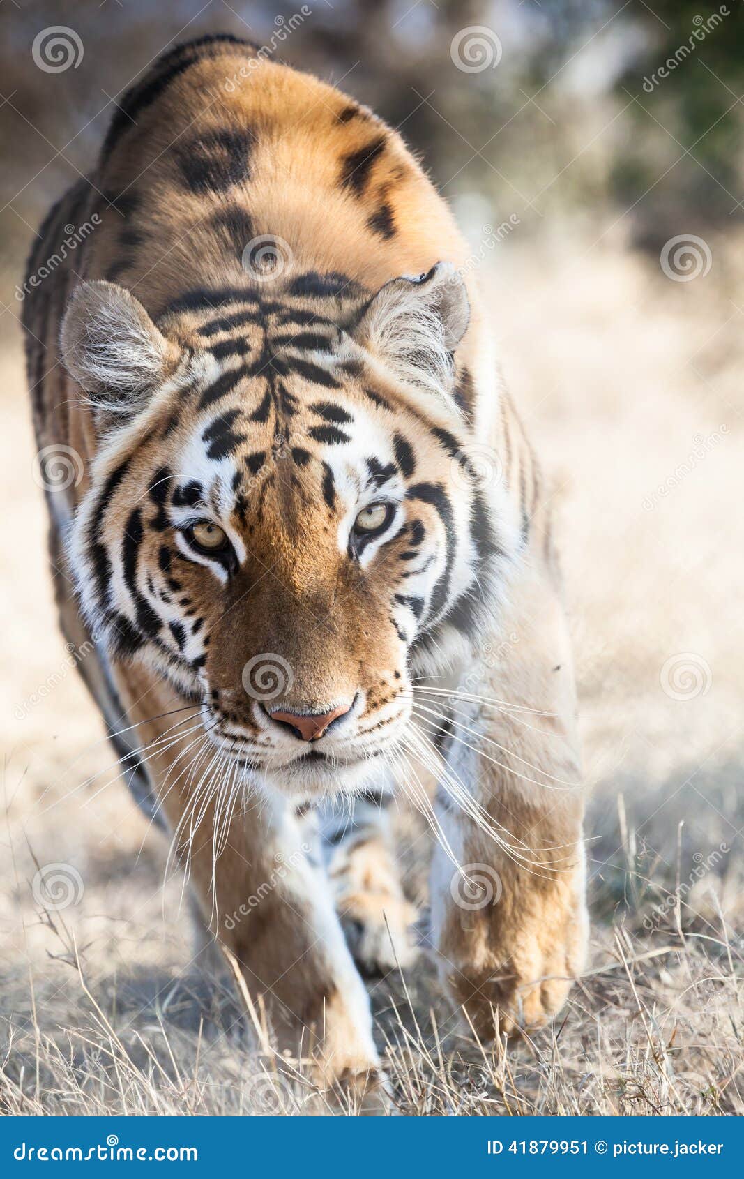 Ataque del tigre imagen de archivo. Imagen de felino - 41879951