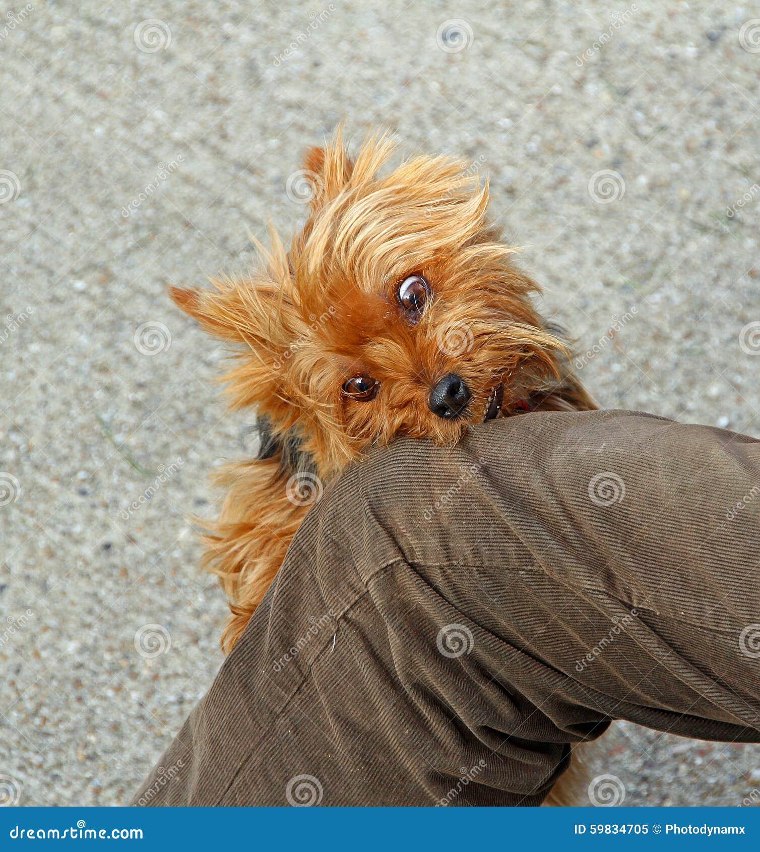Ataque Rabioso Enojado Del Perro Imagen de archivo - Imagen de pierna ...