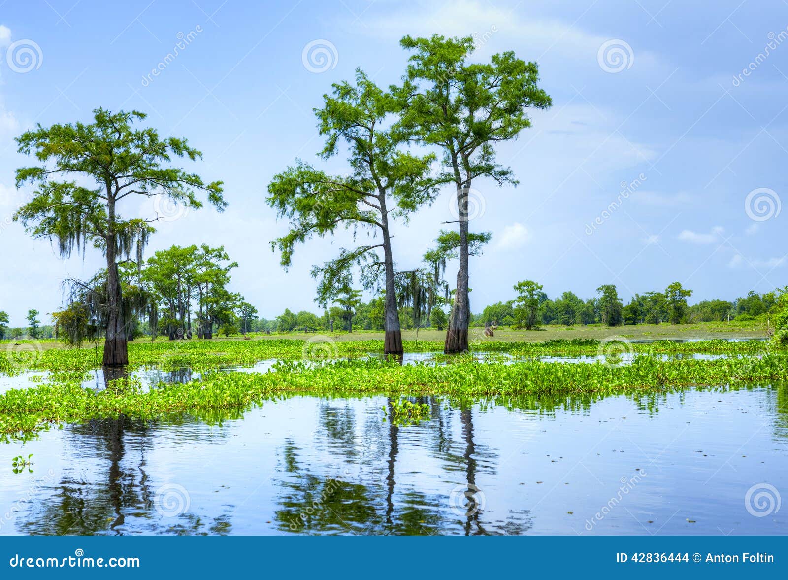Atchafalaya stock photo. Image of landmark, gulf, atchafalaya - 42836444
