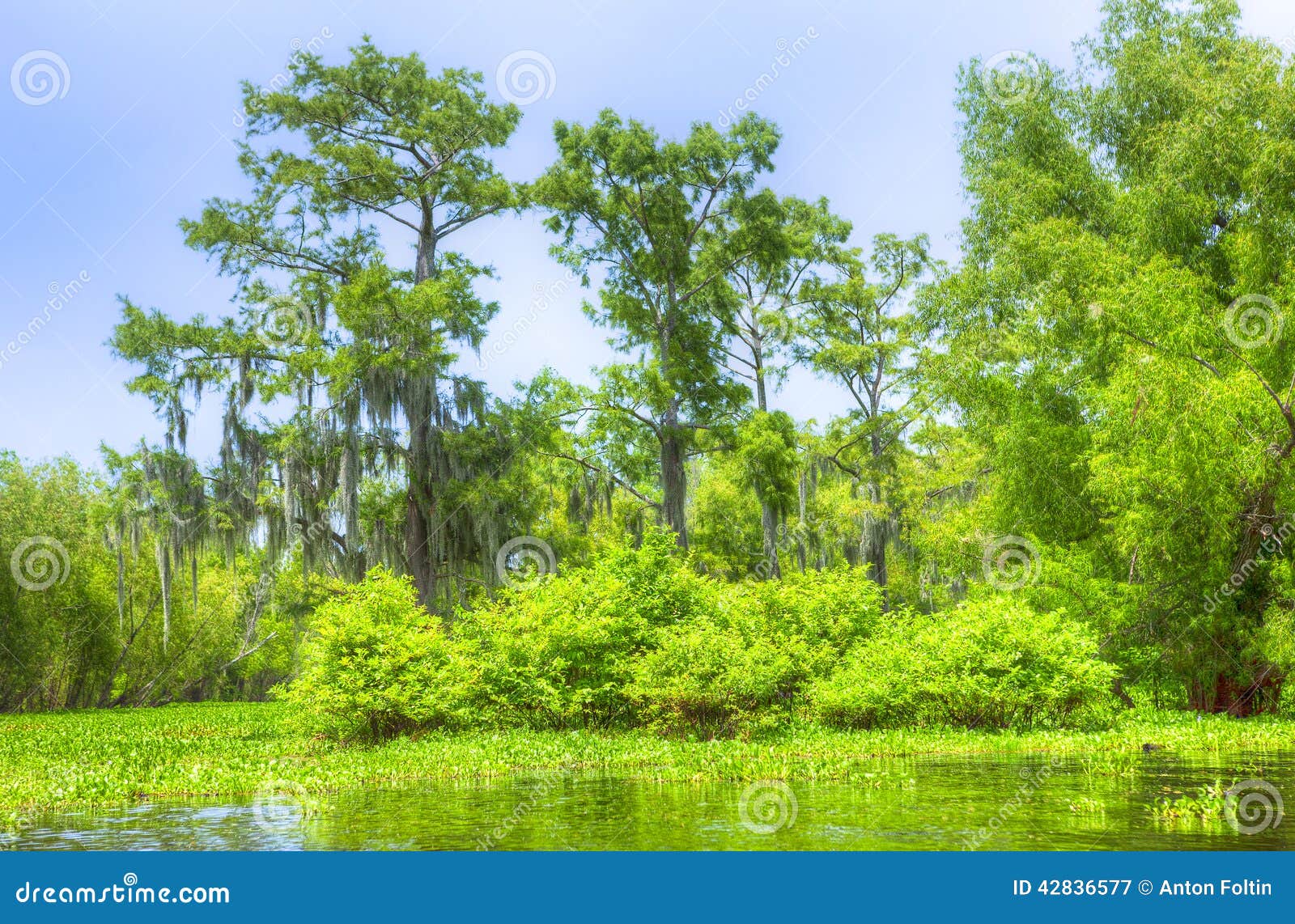 Atchafalaya stock image. Image of tranquil, sycamore - 42836577