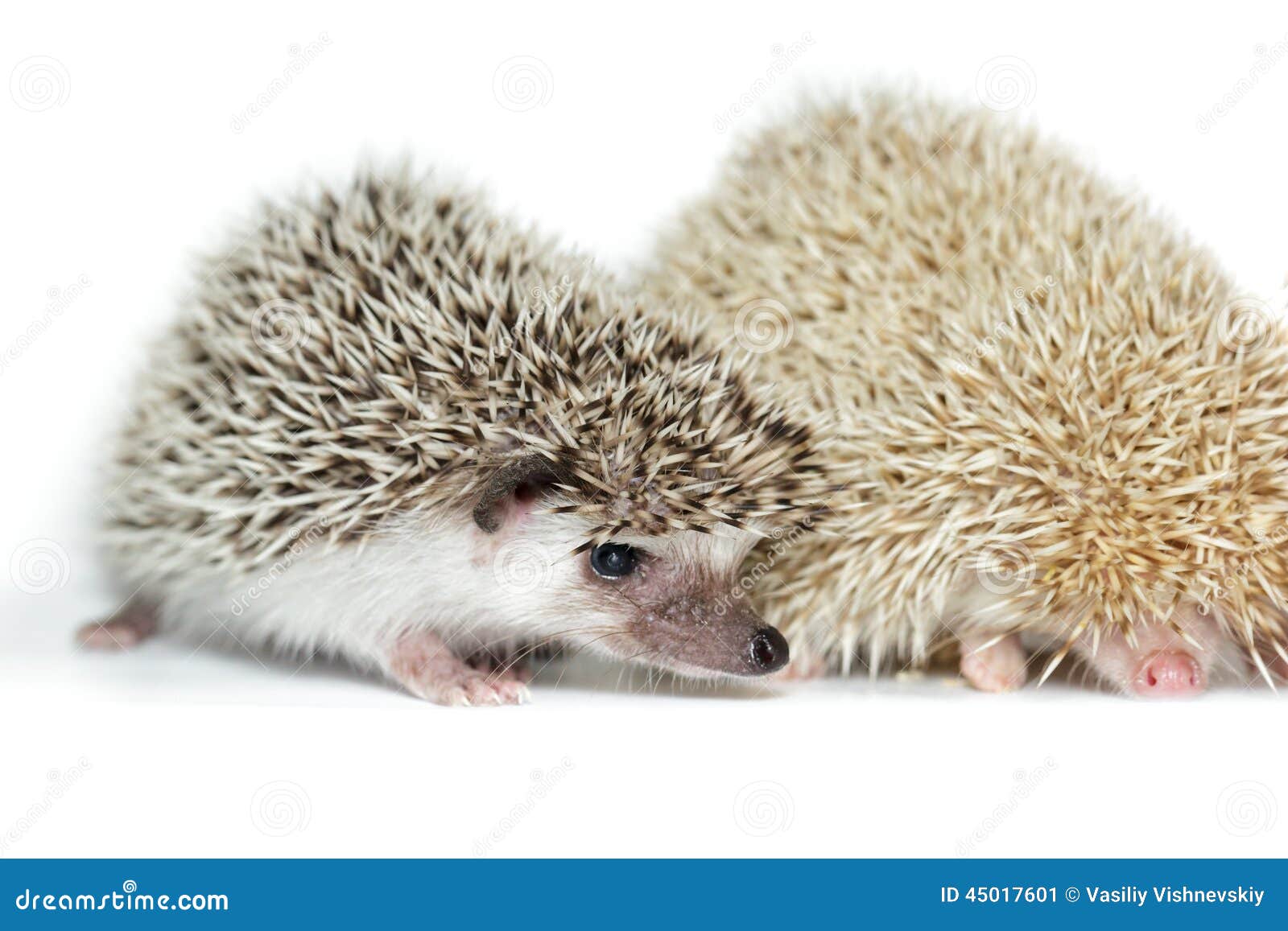 Atelerix Albiventris, African Pygmy Hedgehog. Stock Image - Image of ...