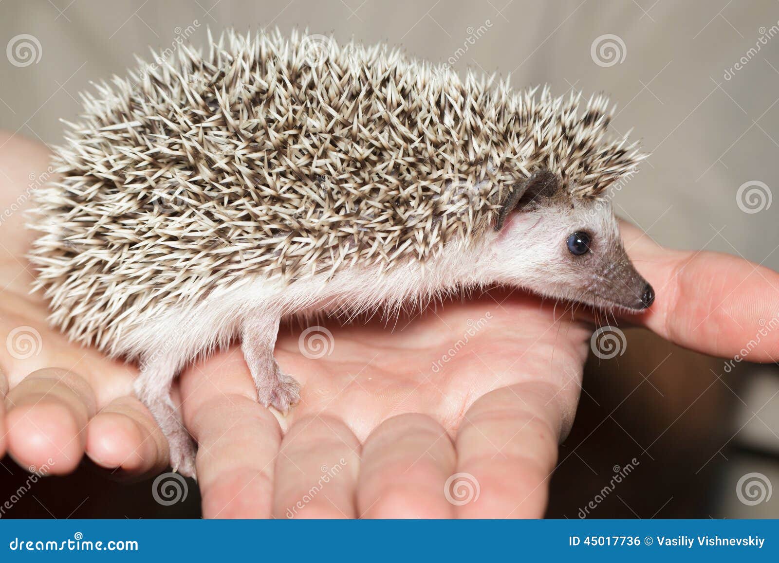 Atelerix Albiventris, African Pygmy Hedgehog. Stock Photo - Image of ...