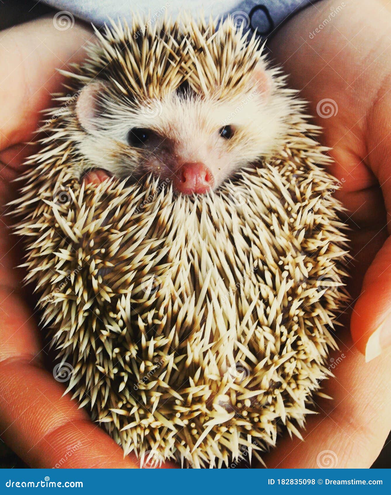 African hedgehog Atelerix stock photo. Image of hands - 182835098