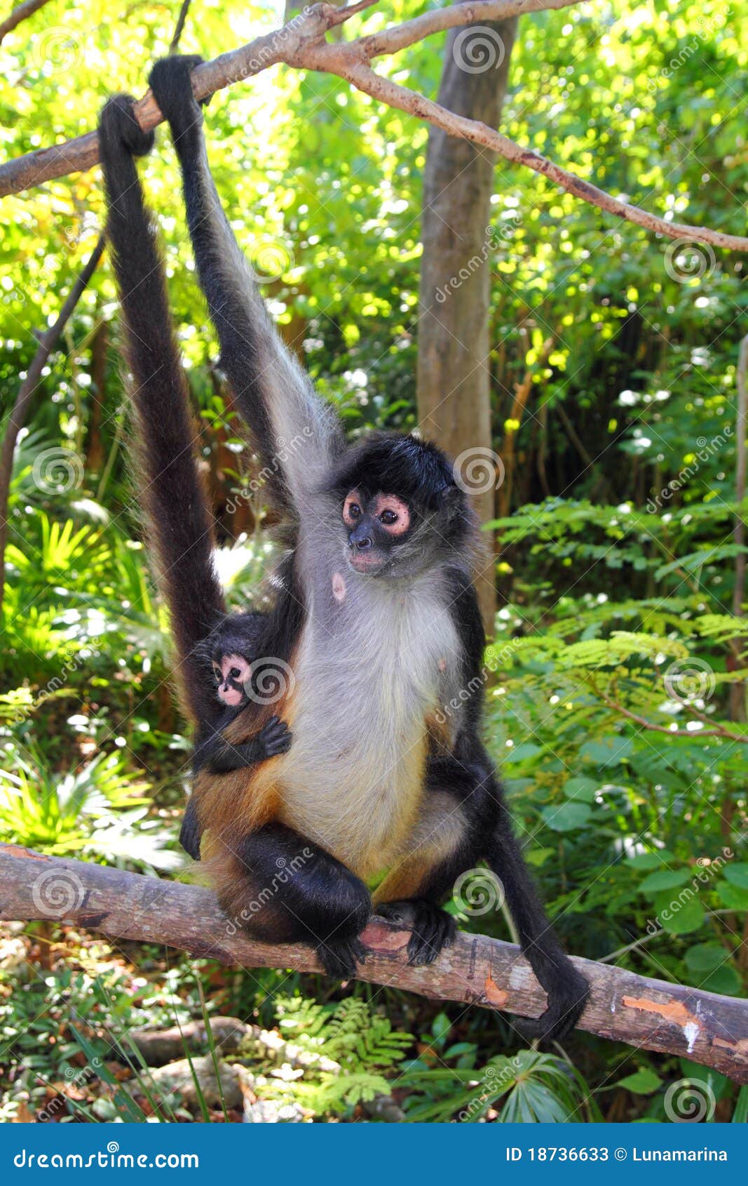 Ateles Geoffroyi Spider Monkey Central America Stock Image - Image of ...