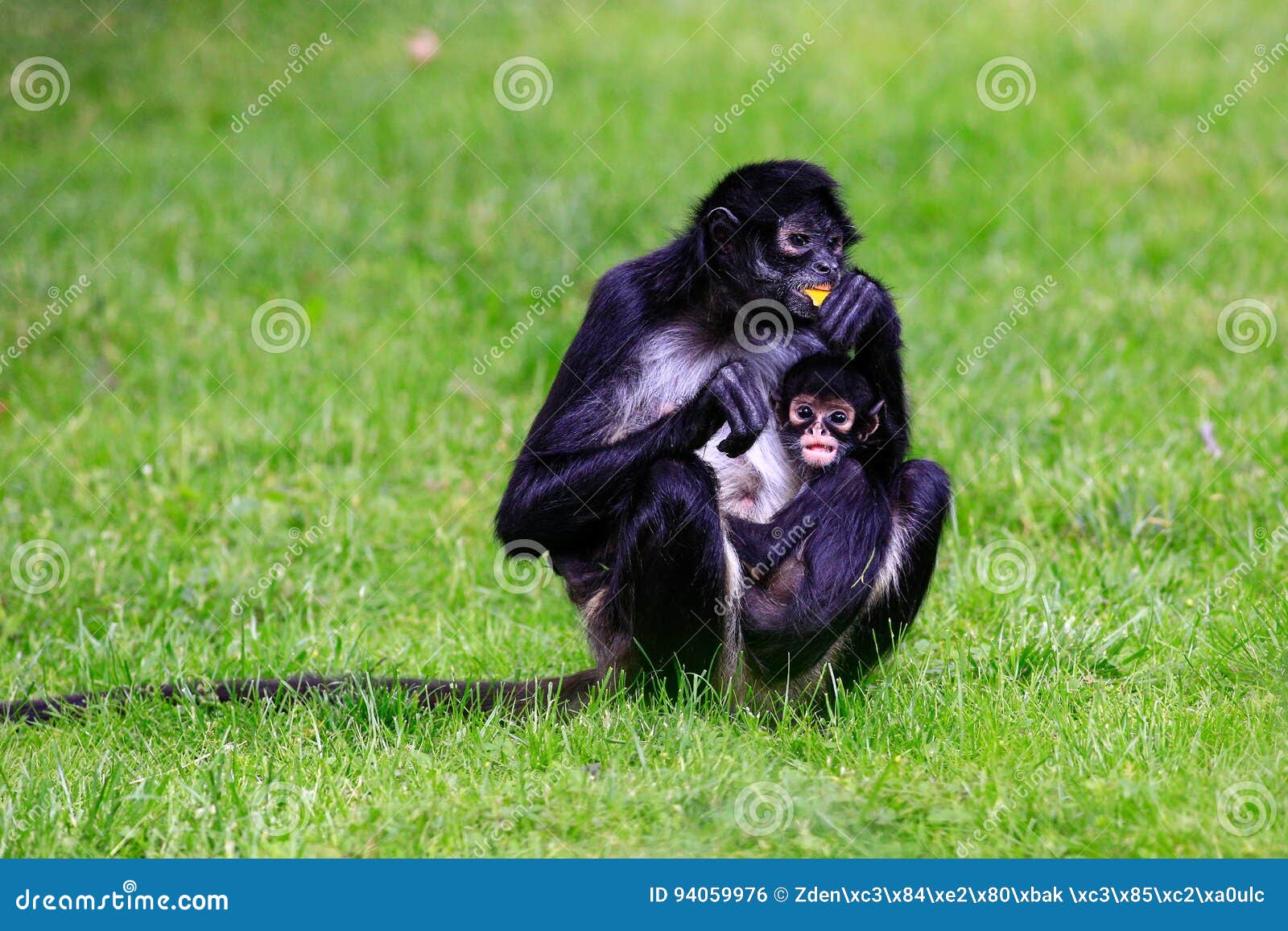 ATELES GEOFFROYI stock photo. Image of animal, litle - 94059976