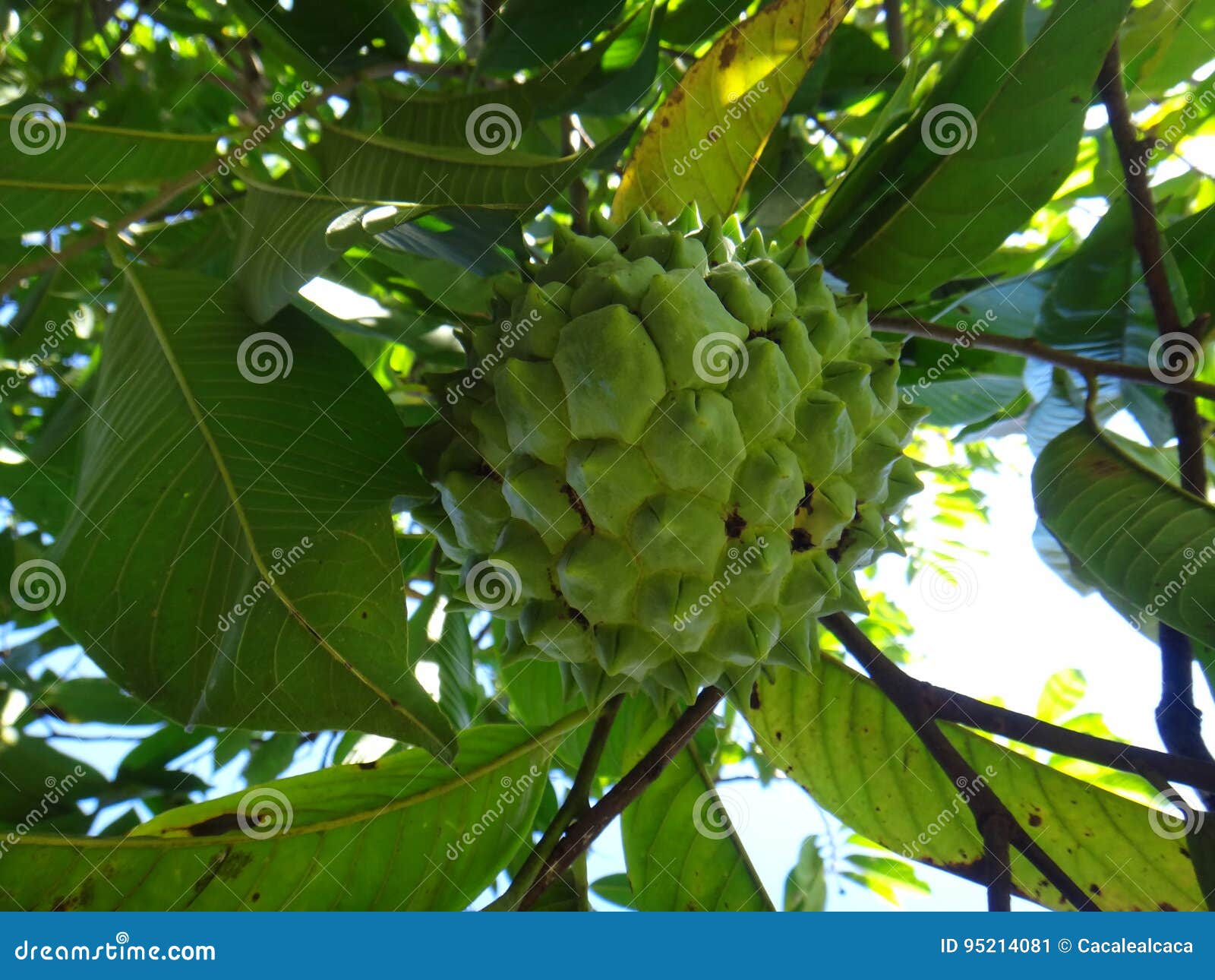 Atemoya - Fruit stock afbeelding. Image of hybride, schors - 95214081