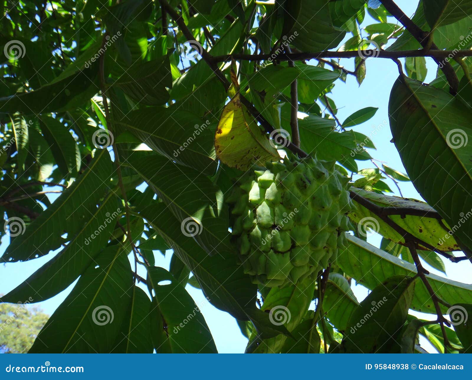 Atemoya - fruta foto de archivo. Imagen de hoja, hojas - 95848938
