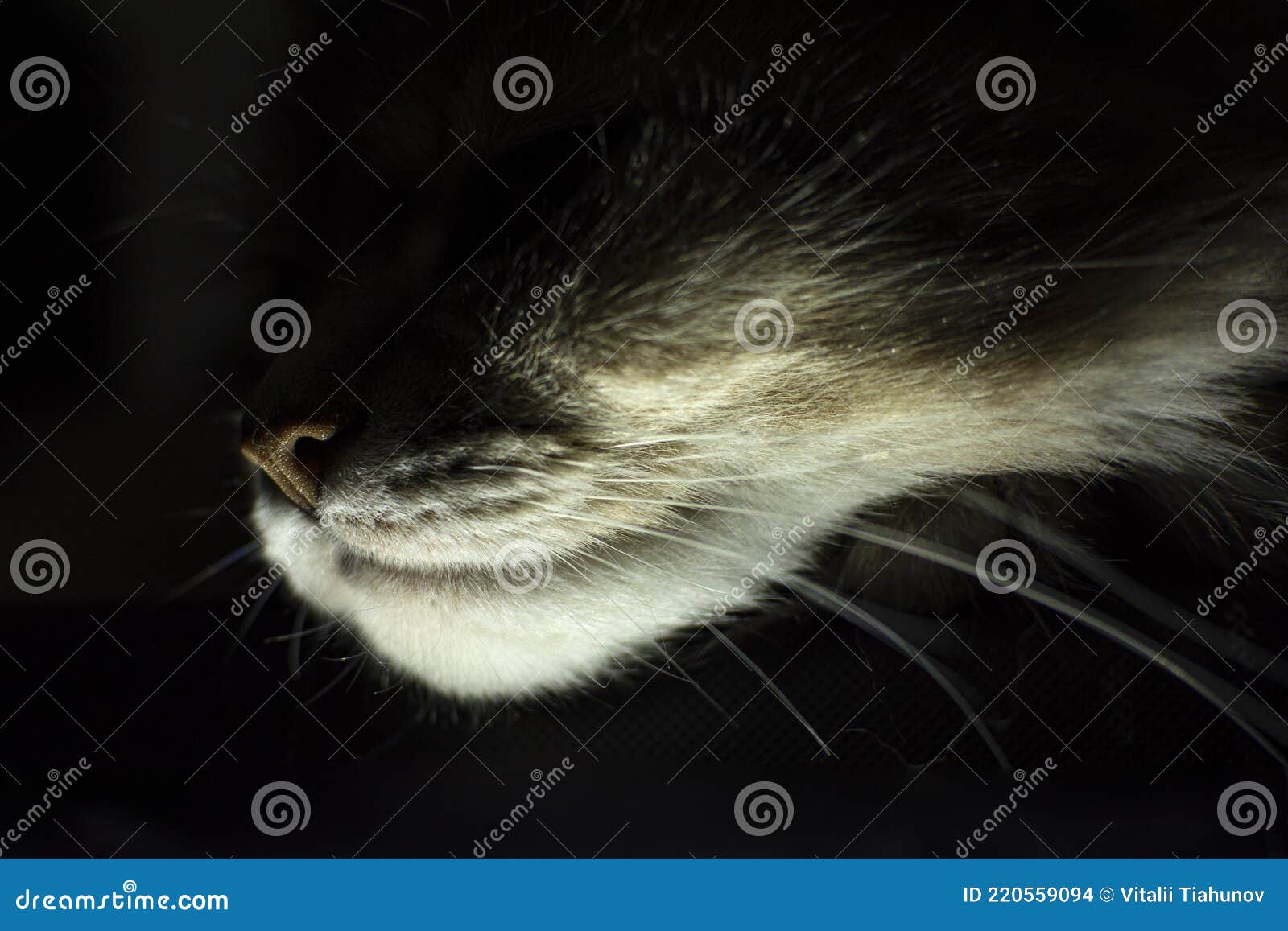 Aterrador Gato Con Colmillos. Gato Aterrador Foto de archivo - Imagen ...