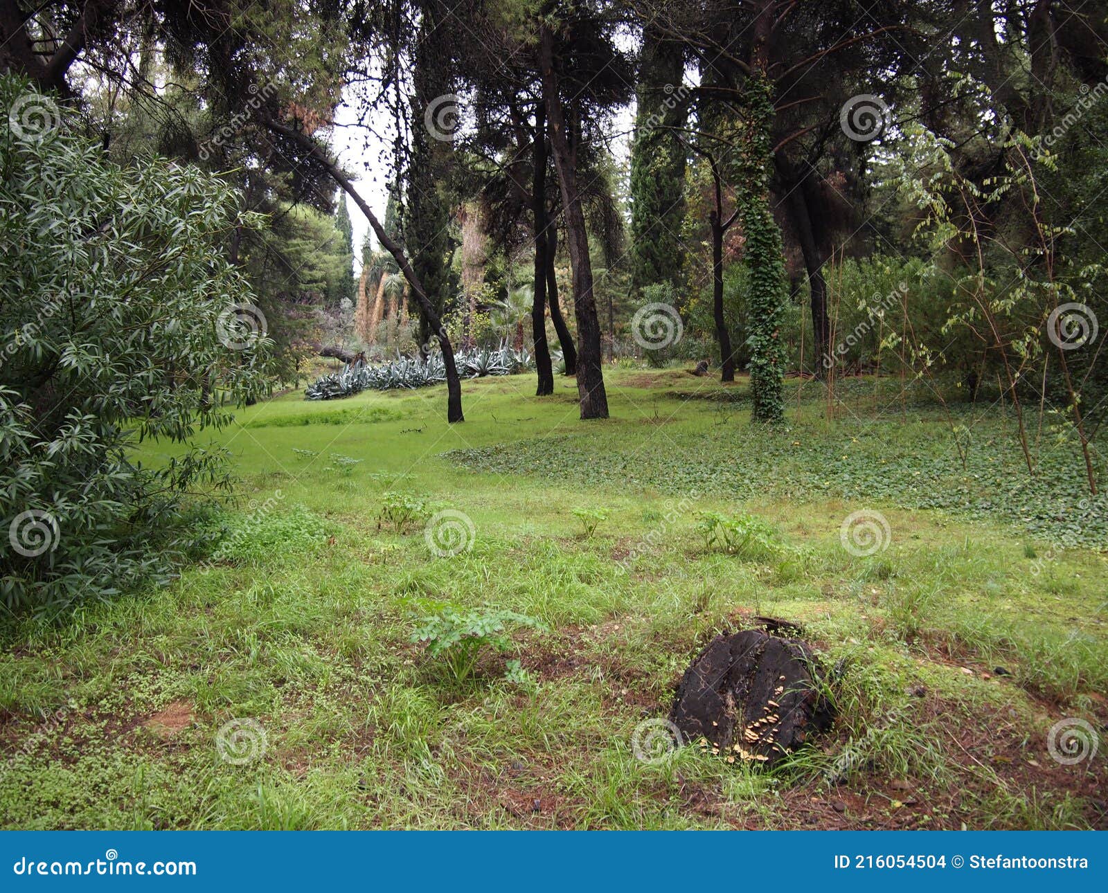 Athens Botanical Garden (Greece) Stock Photo - Image of variety, plants ...