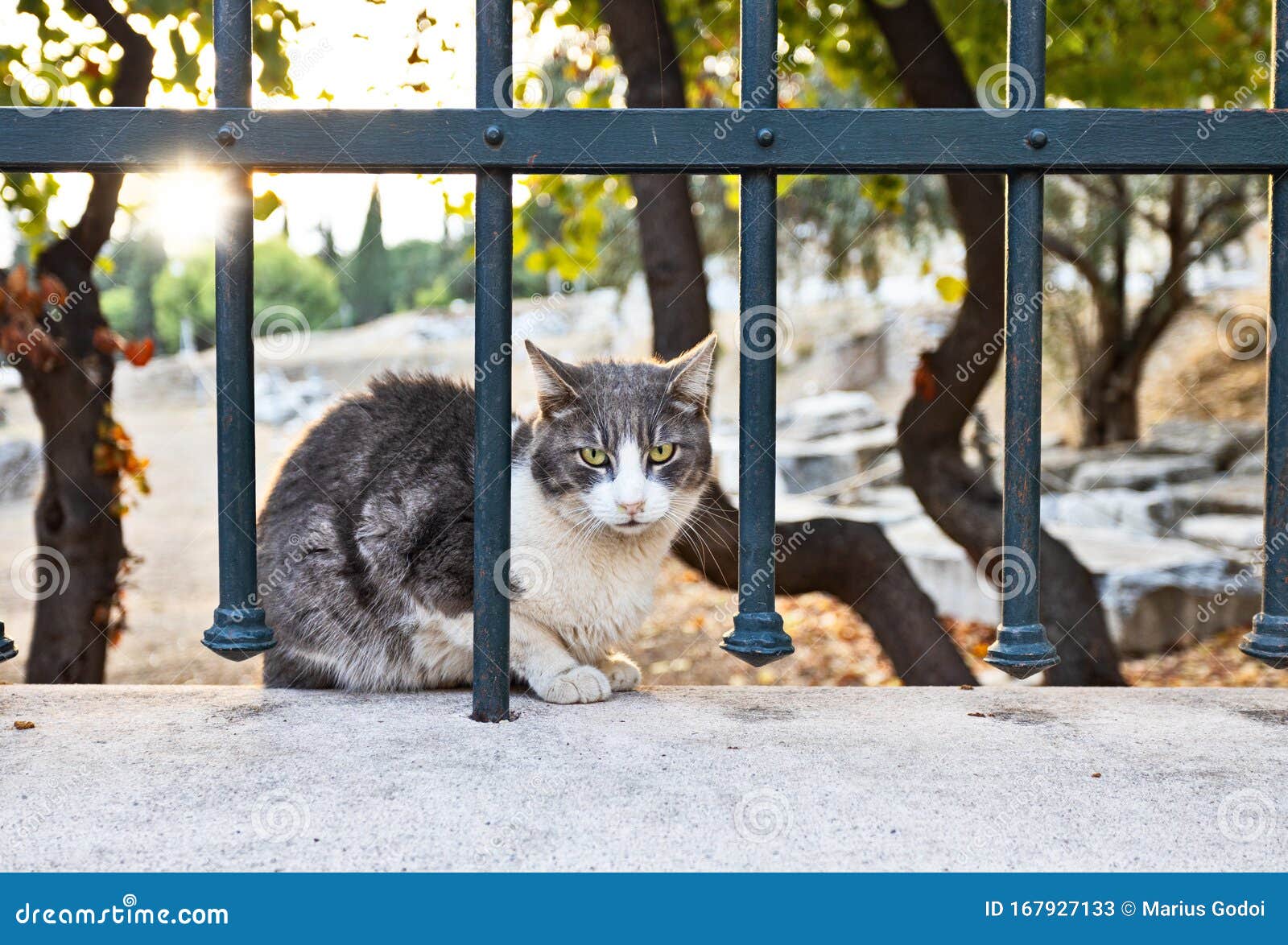 Athens cats at sunset stock image. Image of acropolis - 167927133