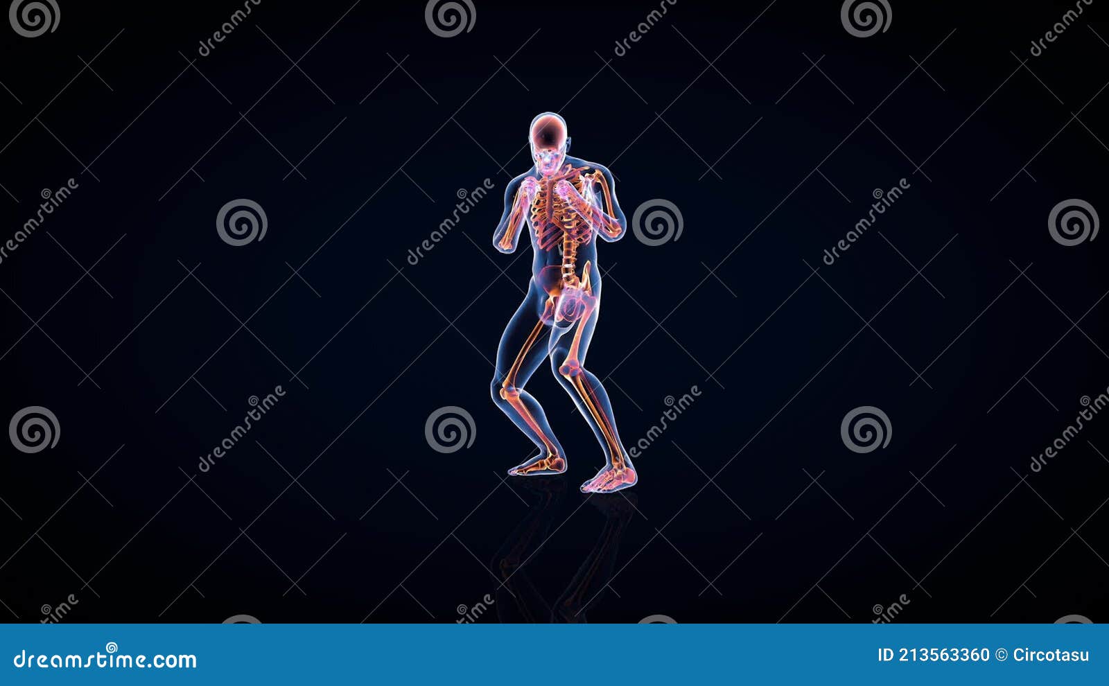 Athlete X-Ray Boxing, Front View, Seamless Loop, Luma Matte Attached ...