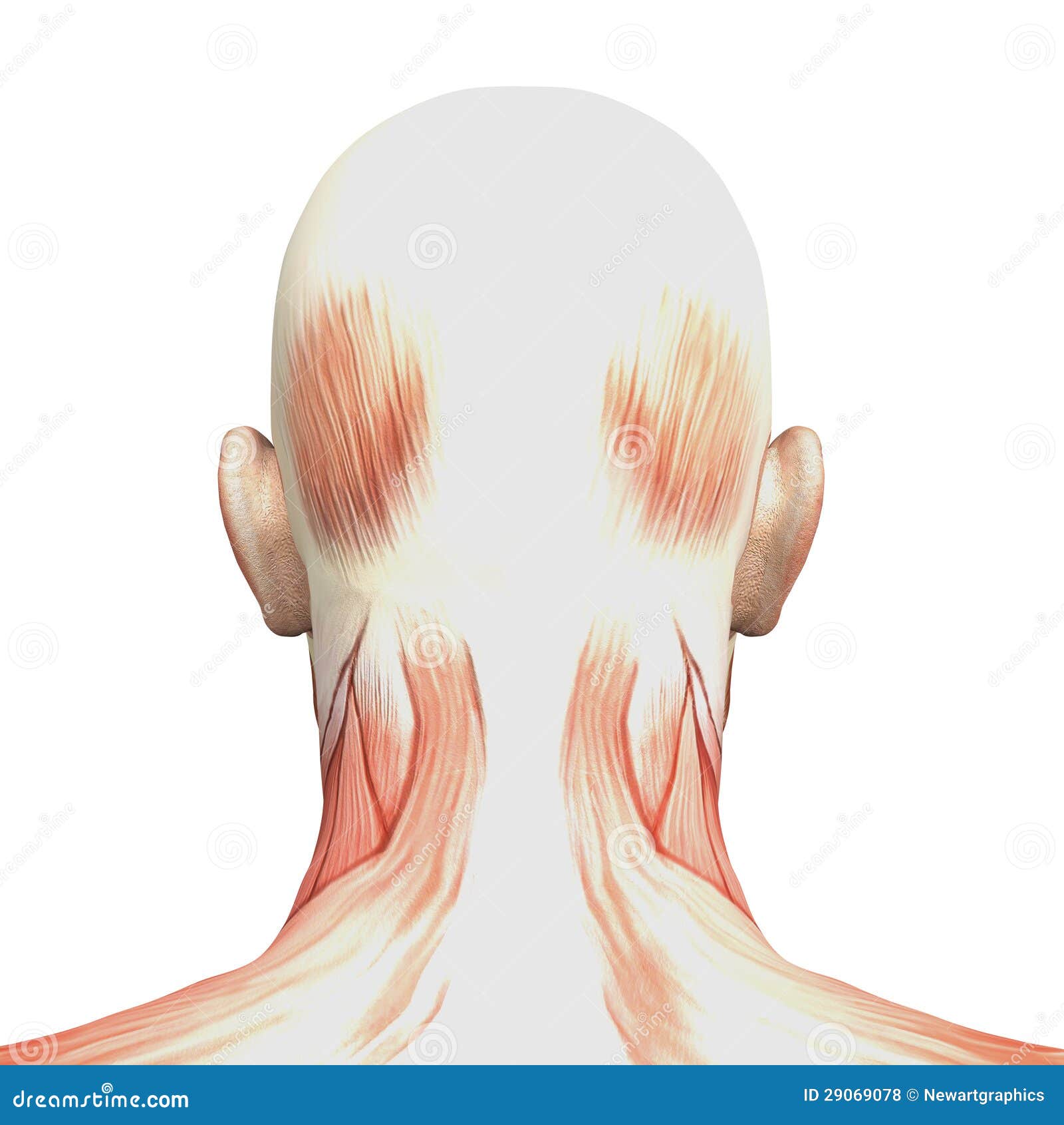 Athletic Male Human Anatomy and Muscles Stock Illustration ...