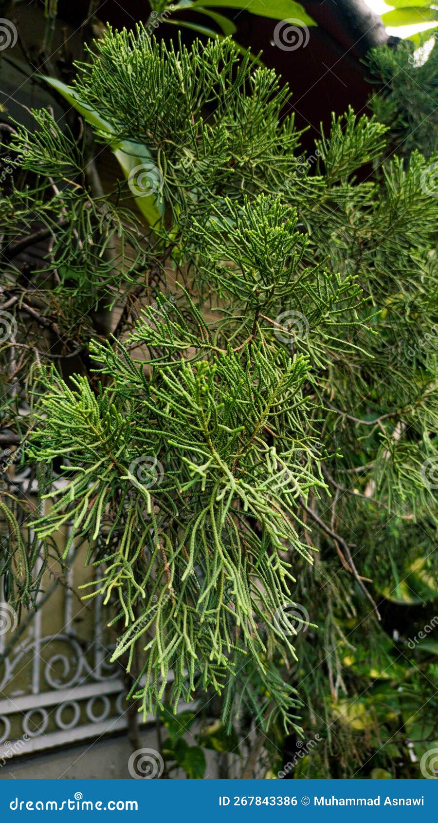 Athrotaxis Laxifolia or Evergreen Conifer Growing 12–21 M Tall with a ...