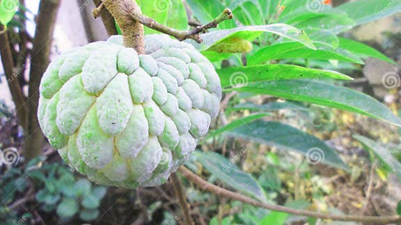 Atis or sugar-apple fruit stock photo. Image of atis - 184022950