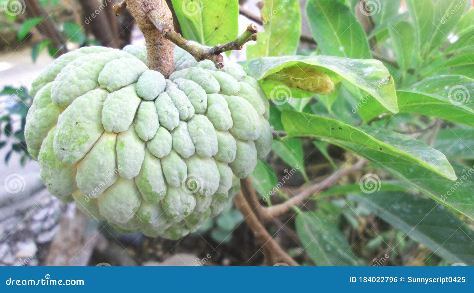 Atis or sugar-apple fruit stock photo. Image of fruit - 184022796