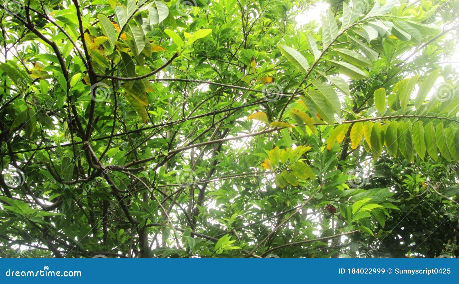 Atis or sugar-apple tree stock image. Image of atis - 184022999
