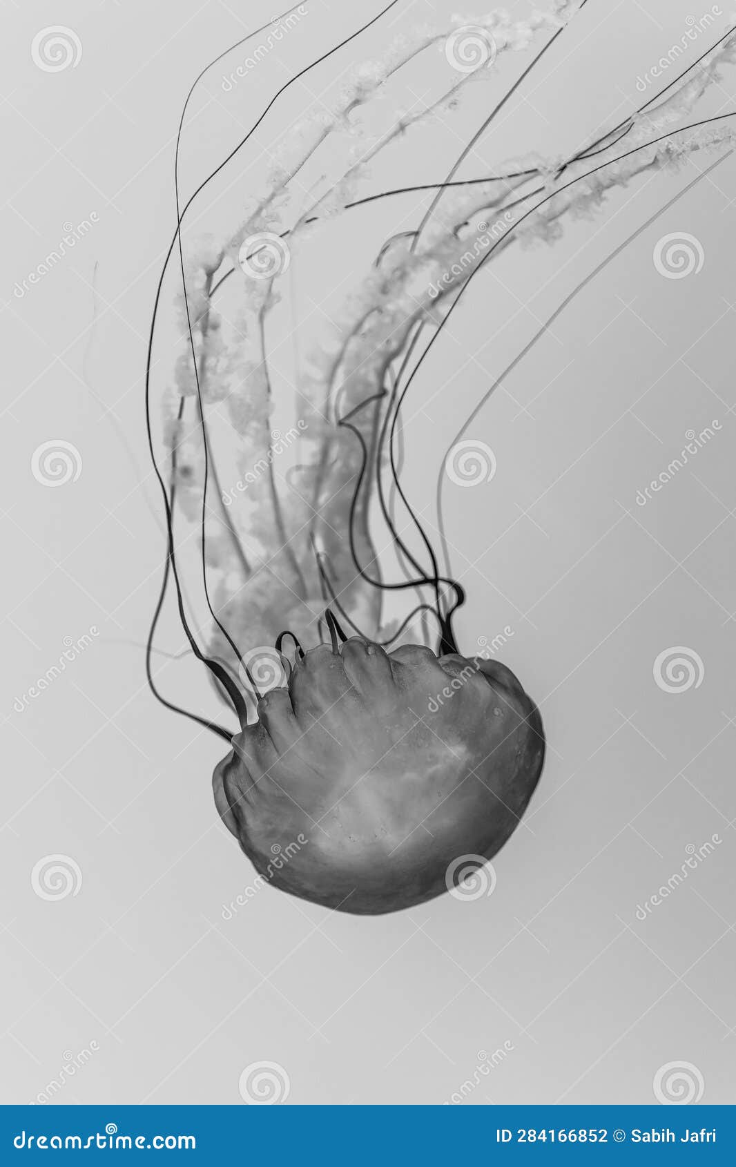 Atlantic Bay Nettle Jellyfish in Black and White Stock Photo - Image of ...