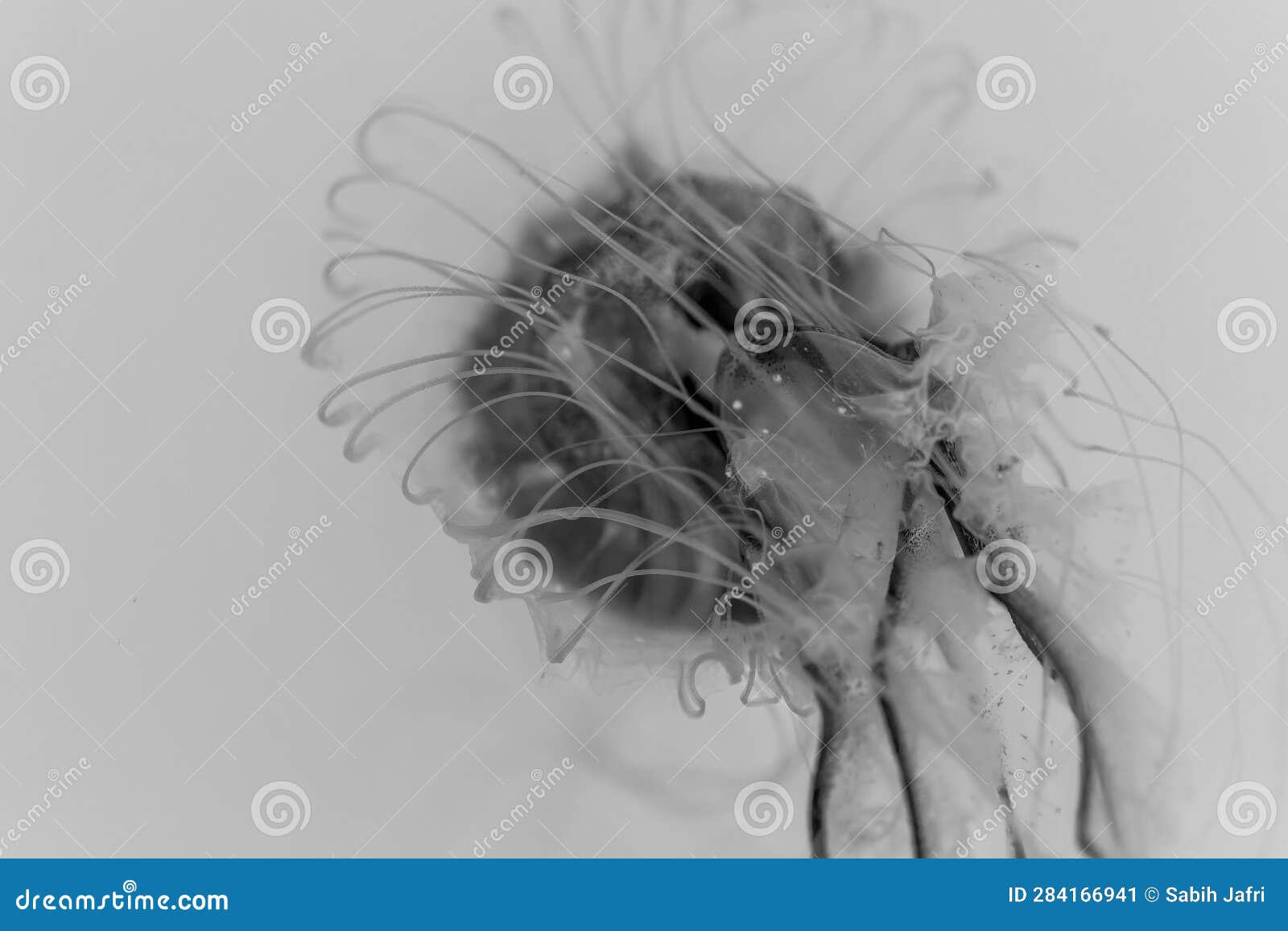 Atlantic Bay Nettle Jellyfish in Black and White Stock Image - Image of ...