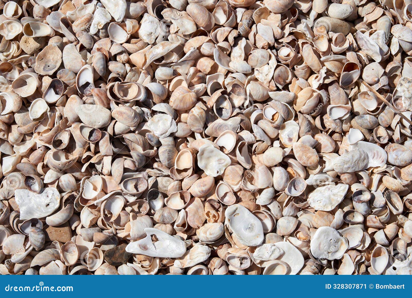 Atlantic Beach Shell Texture in Close I-up for Background Stock Image ...