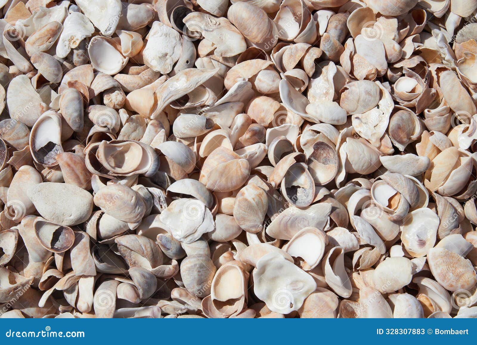 Atlantic Beach Shell Texture in Close I-up for Background Stock Image ...