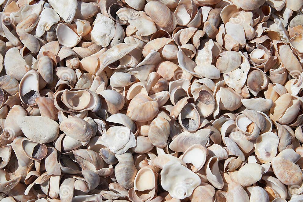 Atlantic Beach Shell Texture in Close I-up for Background Stock Image ...