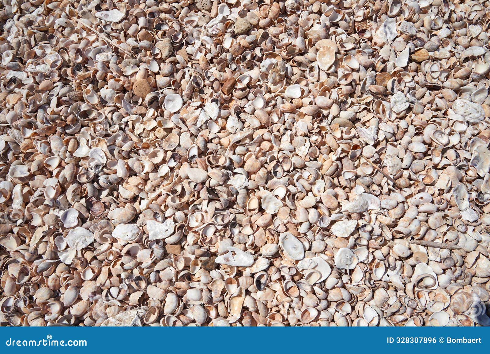 Sea Shell Texture On The Beach In The Galapagos Islands Ecuador Royalty ...