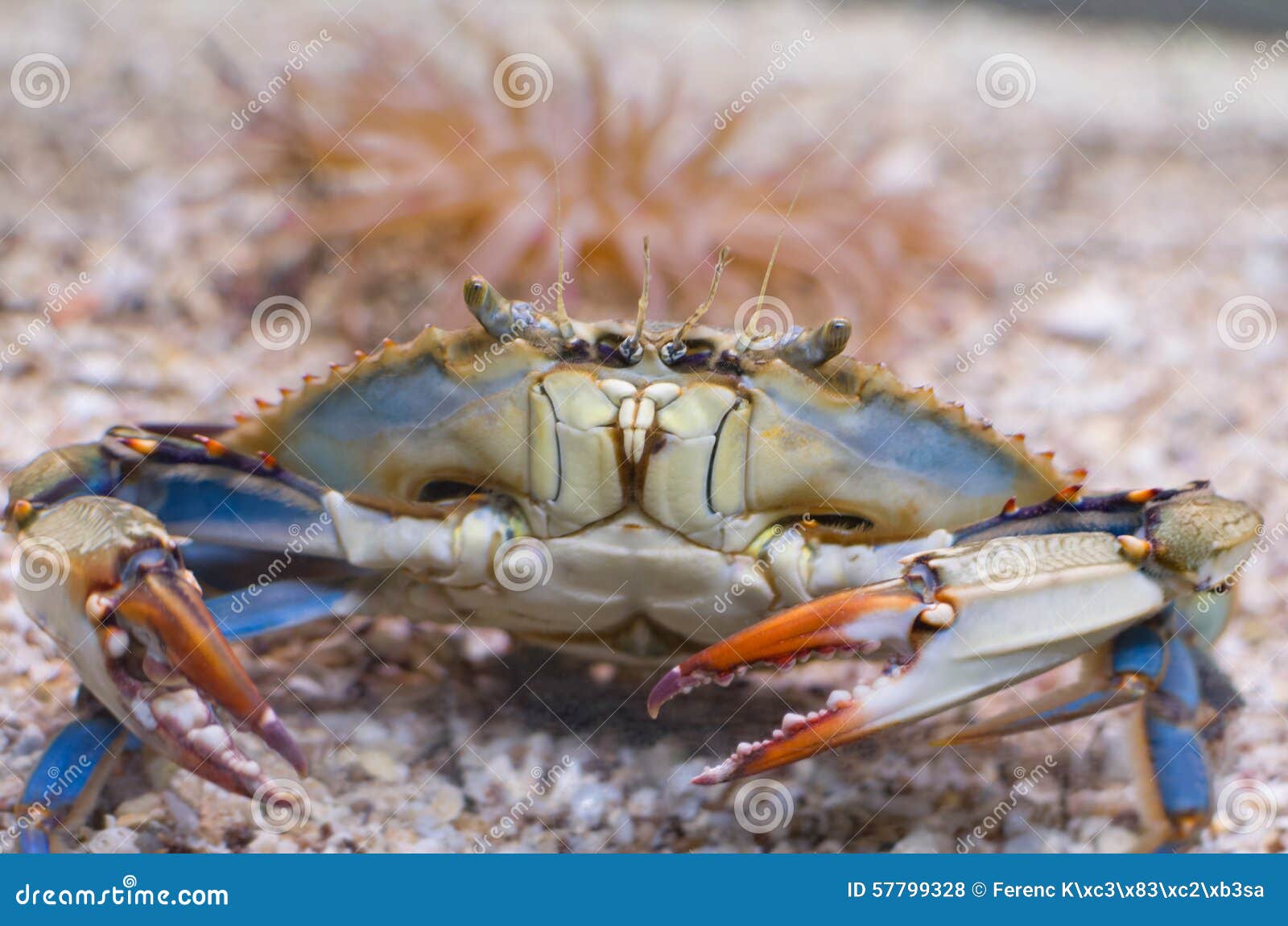 Atlantic Blue Crab Front stock photo. Image of chesapeake - 57799328