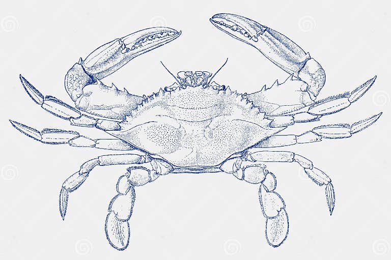 Atlantic Blue Crab in Top View Stock Vector - Illustration of seafood ...