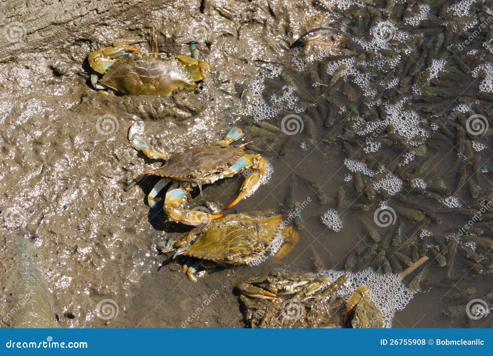 Atlantic Blue Crabs Fishing Stock Photo - Image of callinectes, sapidus ...