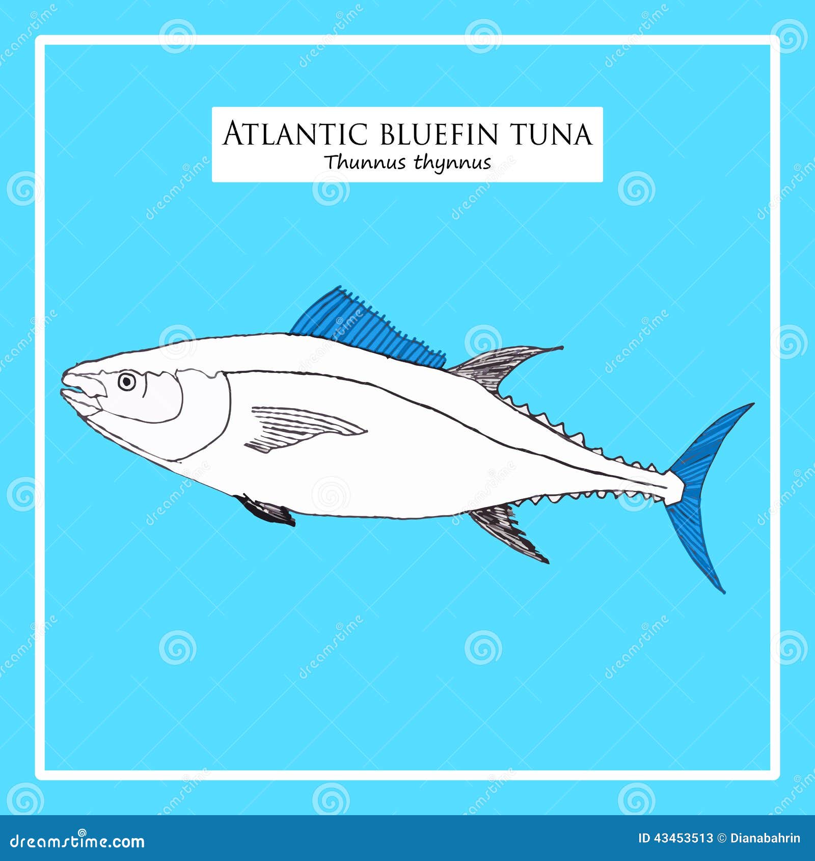 Atlantic Blue-fin Tuna Sketch Stock Vector - Illustration of bluefin ...
