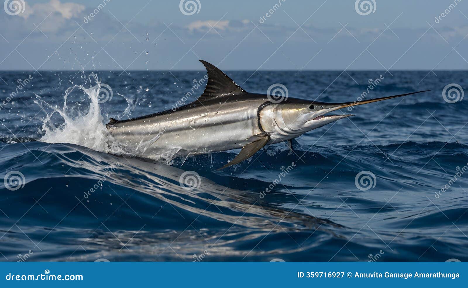 Atlantic Blue Marlin Bursting through the Ocean Surface in a ...