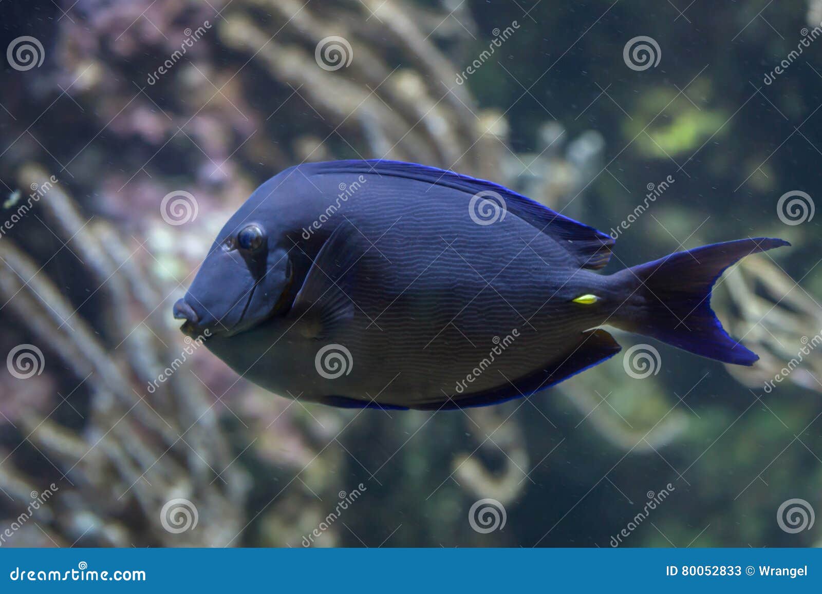 Atlantic Blue Tang (Acanthurus Coeruleus) Stock Image - Image of ...