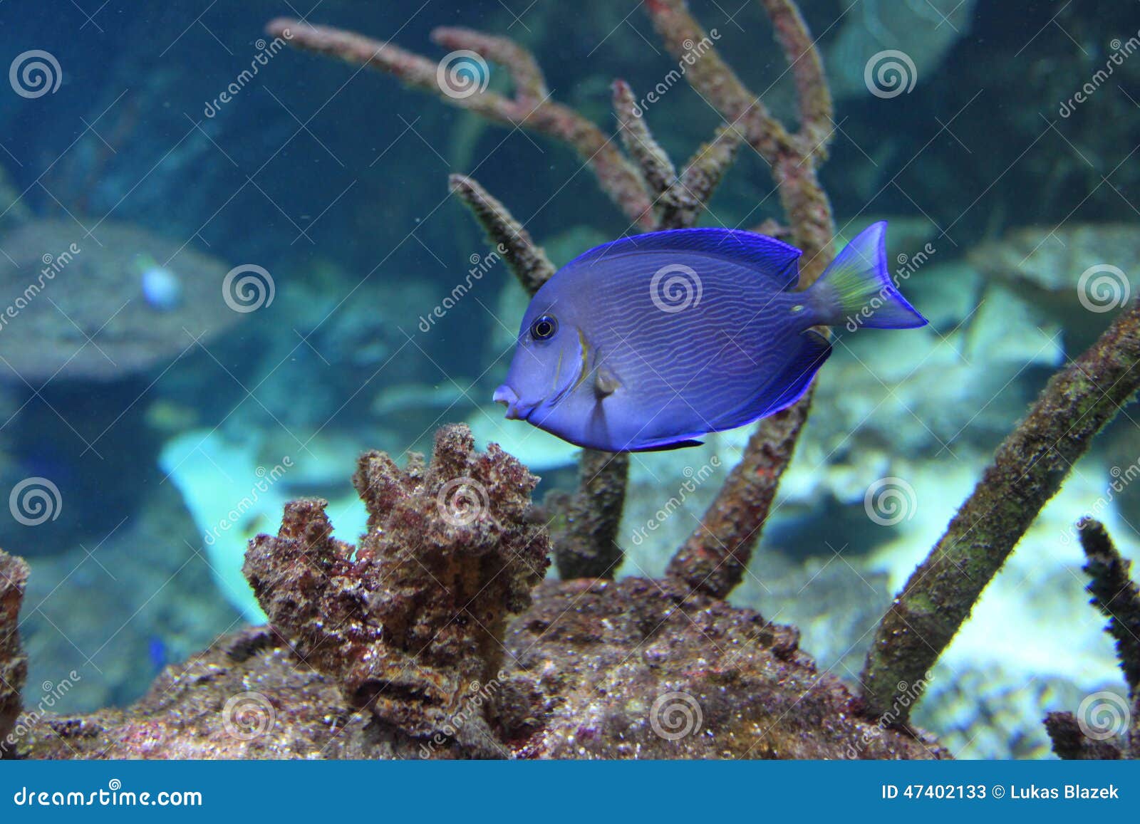 Atlantic Blue Tang, Acanthurus Coeruleus, Also Called Caribbean Blue ...