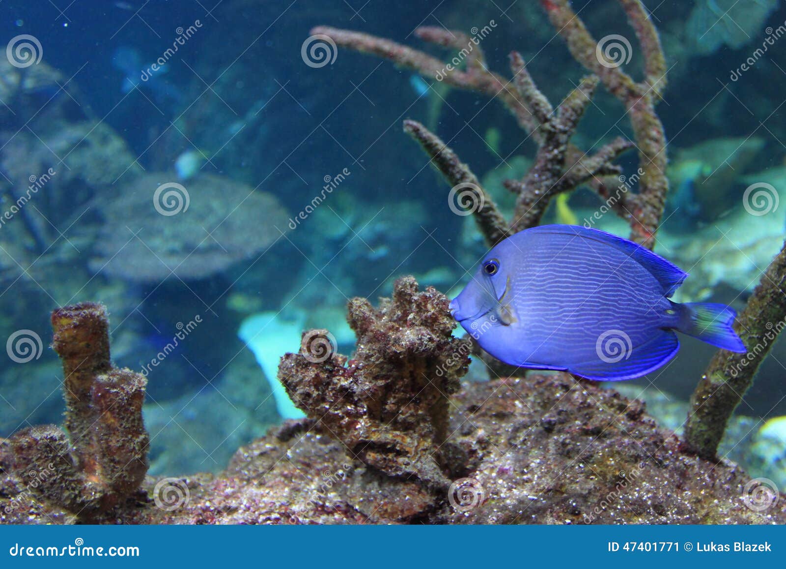 Atlantic Blue Tang Surgeonfish Stock Image - Image of acanthurus ...