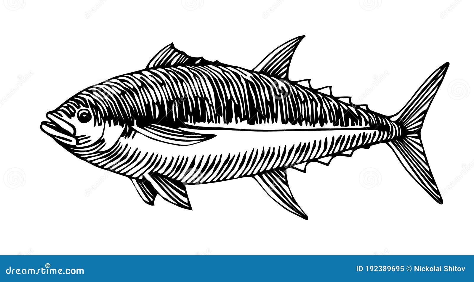 Atlantic Bluefin Tuna, Commercial Fish, Delicious Seafood, Engraving ... Atlantic Bluefin Tuna, Commercial Fish, Delicious Seafood, Engraving ...