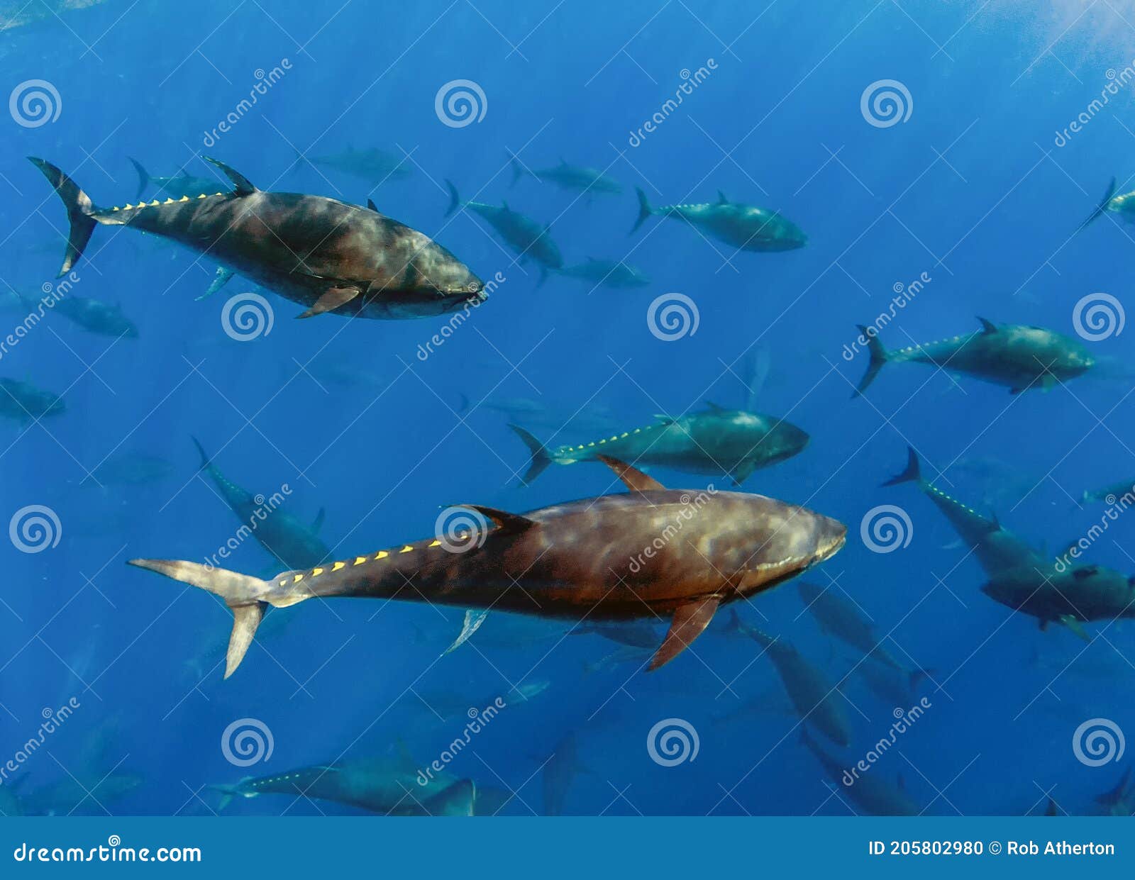 Atlantic Bluefin Tuna Thunnus Thynnus Stock Photo - Image of large ...