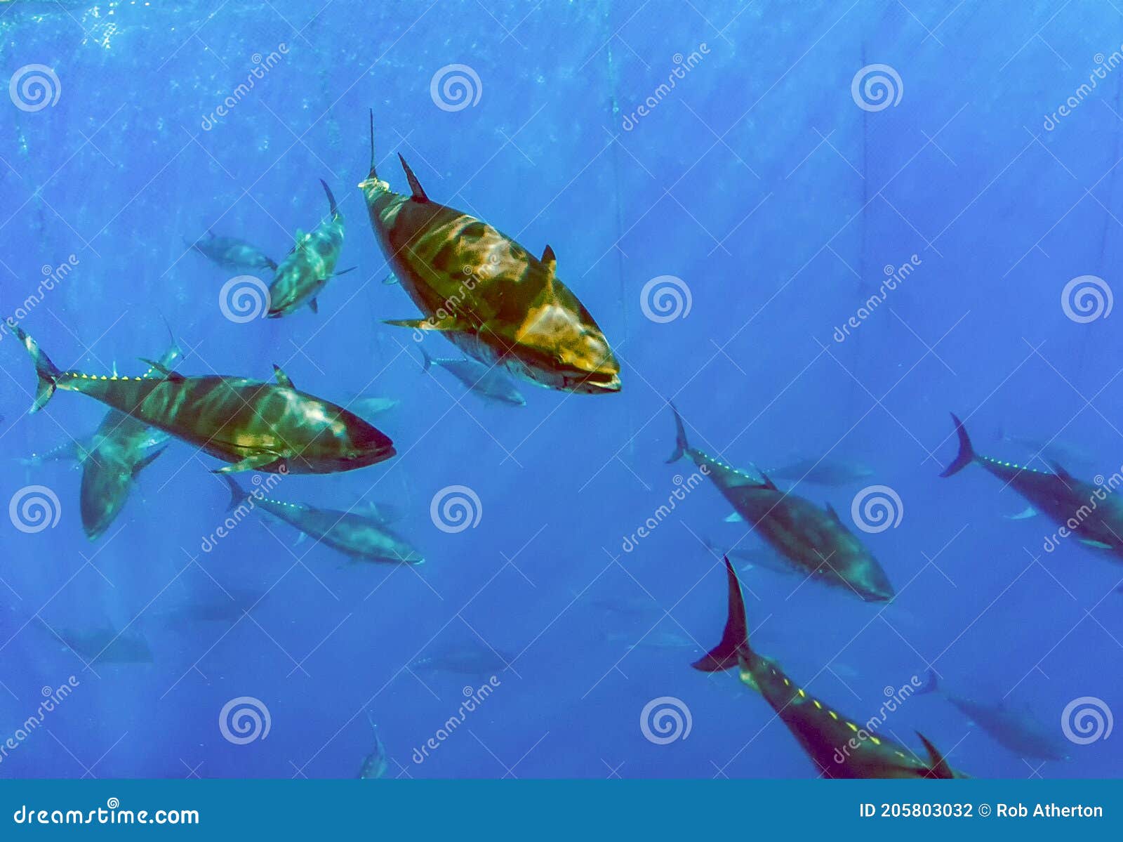 Atlantic Bluefin Tuna Thunnus Thynnus Stock Photo - Image of fish ...