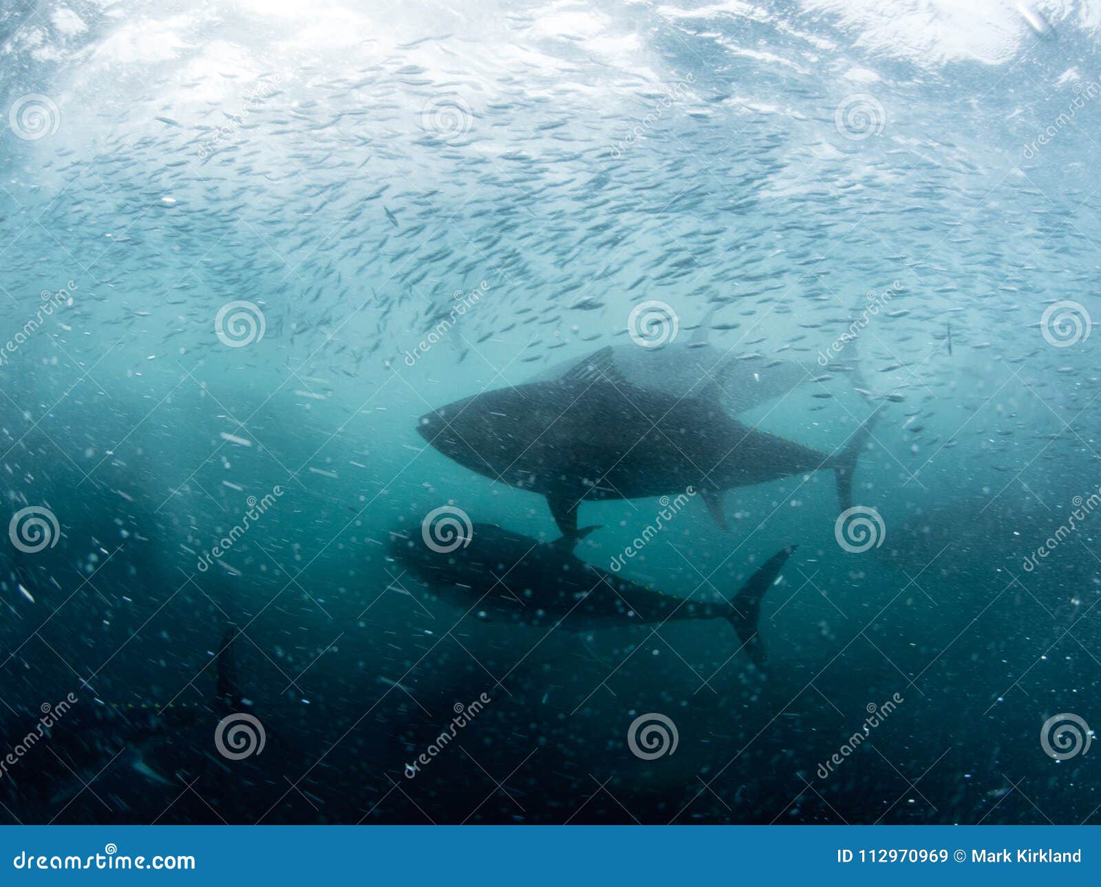 Bluefin Tuna Silhouette and Baitfish, Cornwall Stock Image - Image of ...
