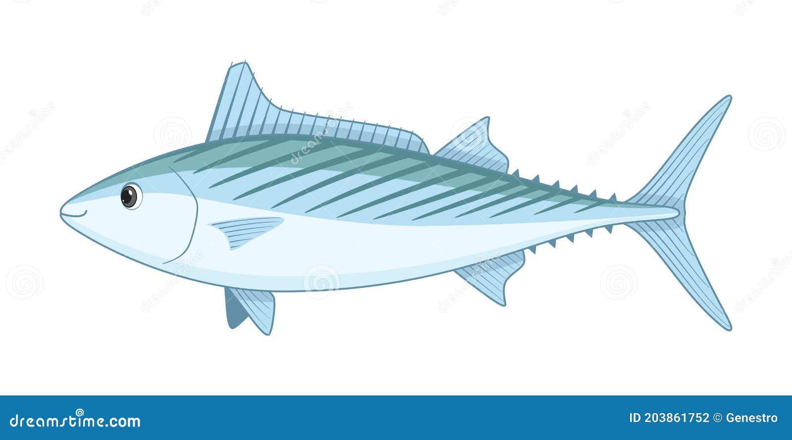 Atlantic Bonito Fish on a White Background Stock Vector - Illustration ...